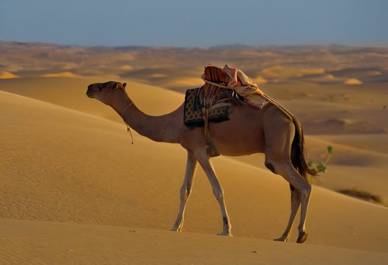 Best Desert Experiences in Pakistan – Cholistan, Thar & More