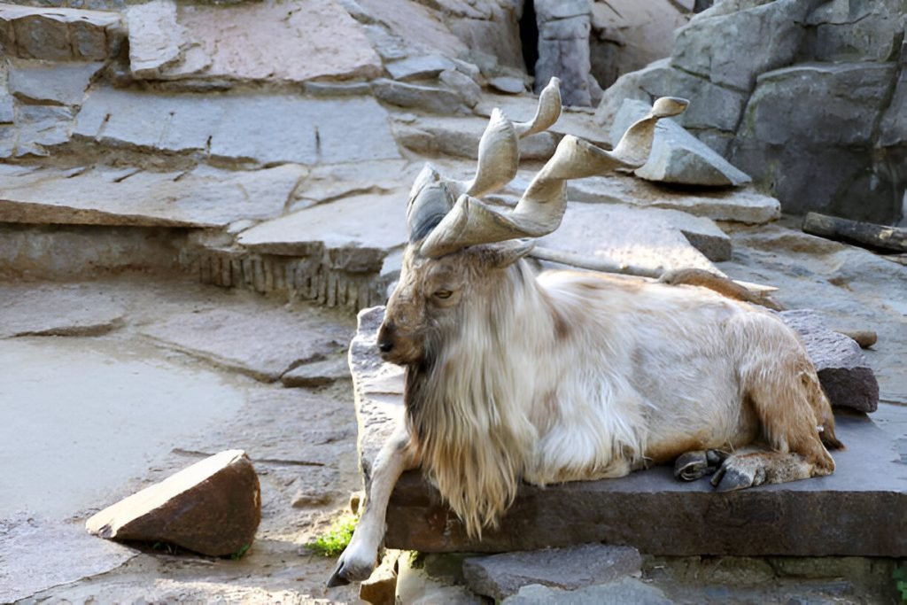 Wildlife of Pakistan: From Markhor to Snow Leopard | Soul of Pakistan