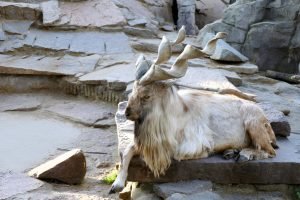 Wildlife of Pakistan: From Markhor to Snow Leopard | Soul of Pakistan